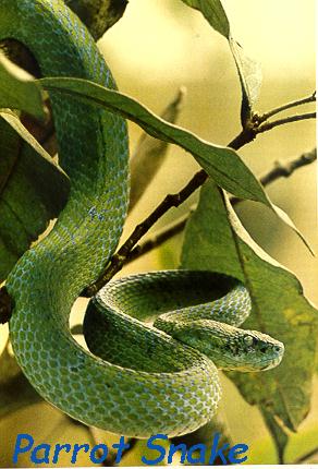 Jungle Inhabitants